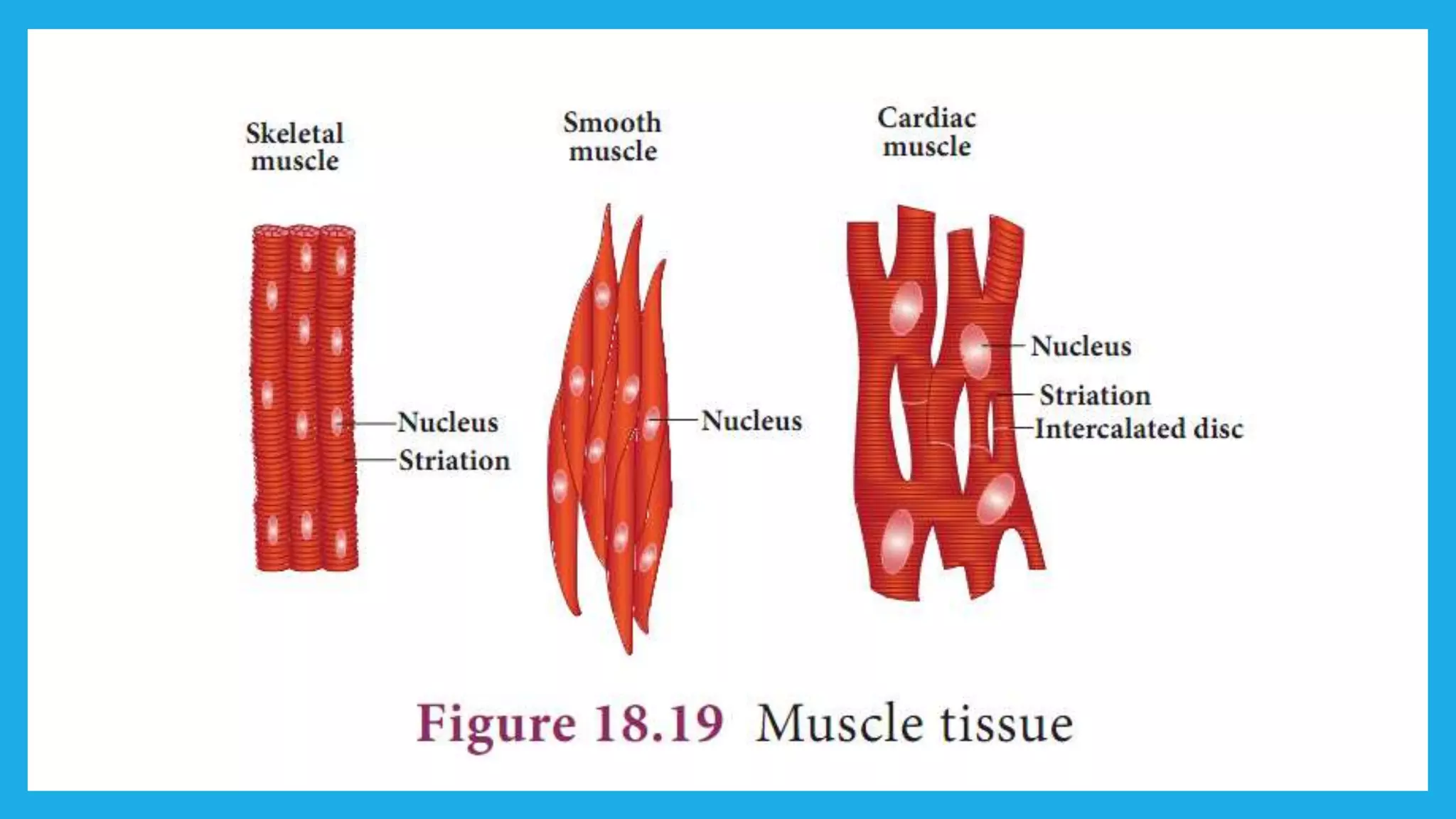 18. Pedagogy of Biological Science (Part II ) - Organisation of tissues ...