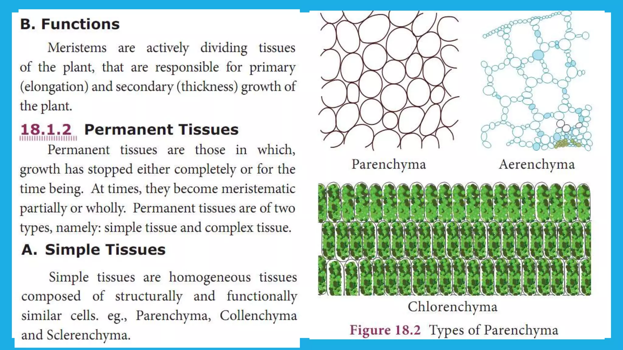 18. Pedagogy of Biological Science (Part II ) - Organisation of tissues ...