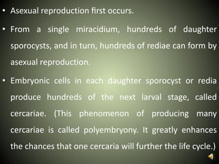 18. phylum platyhelminthes II Full Explanation | PPT