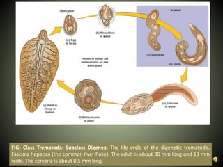 18. phylum platyhelminthes II Full Explanation | PPT