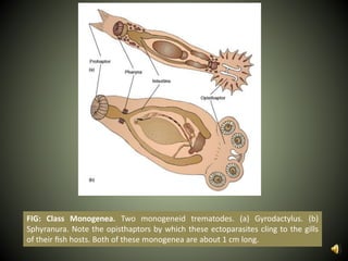 18. phylum platyhelminthes II Full Explanation | PPT