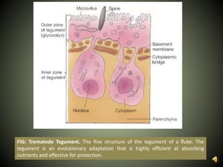 18. phylum platyhelminthes II Full Explanation | PPTX