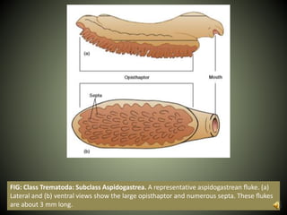 18. phylum platyhelminthes II Full Explanation | PPT