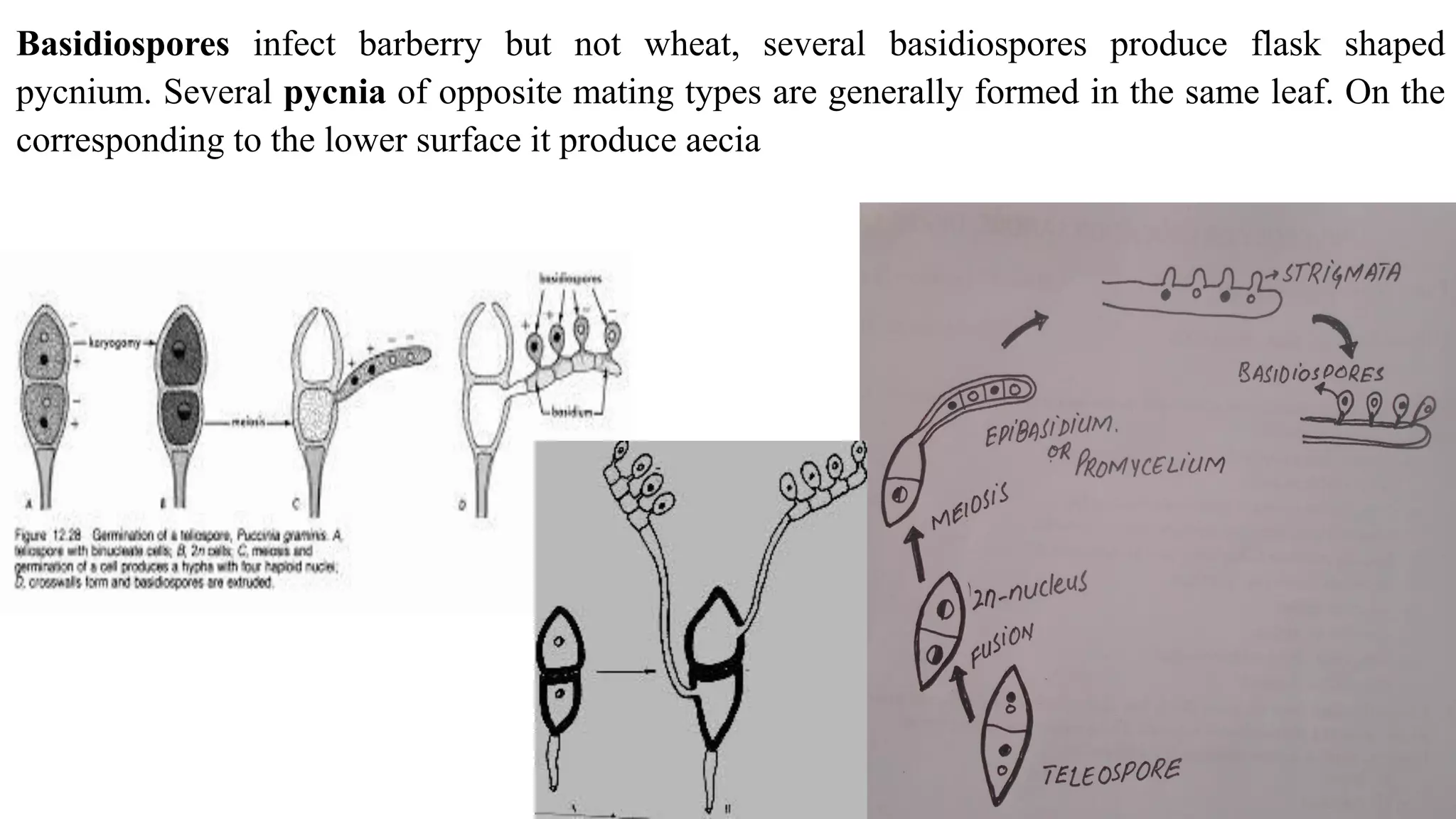 Pucciniomycotina | PDF