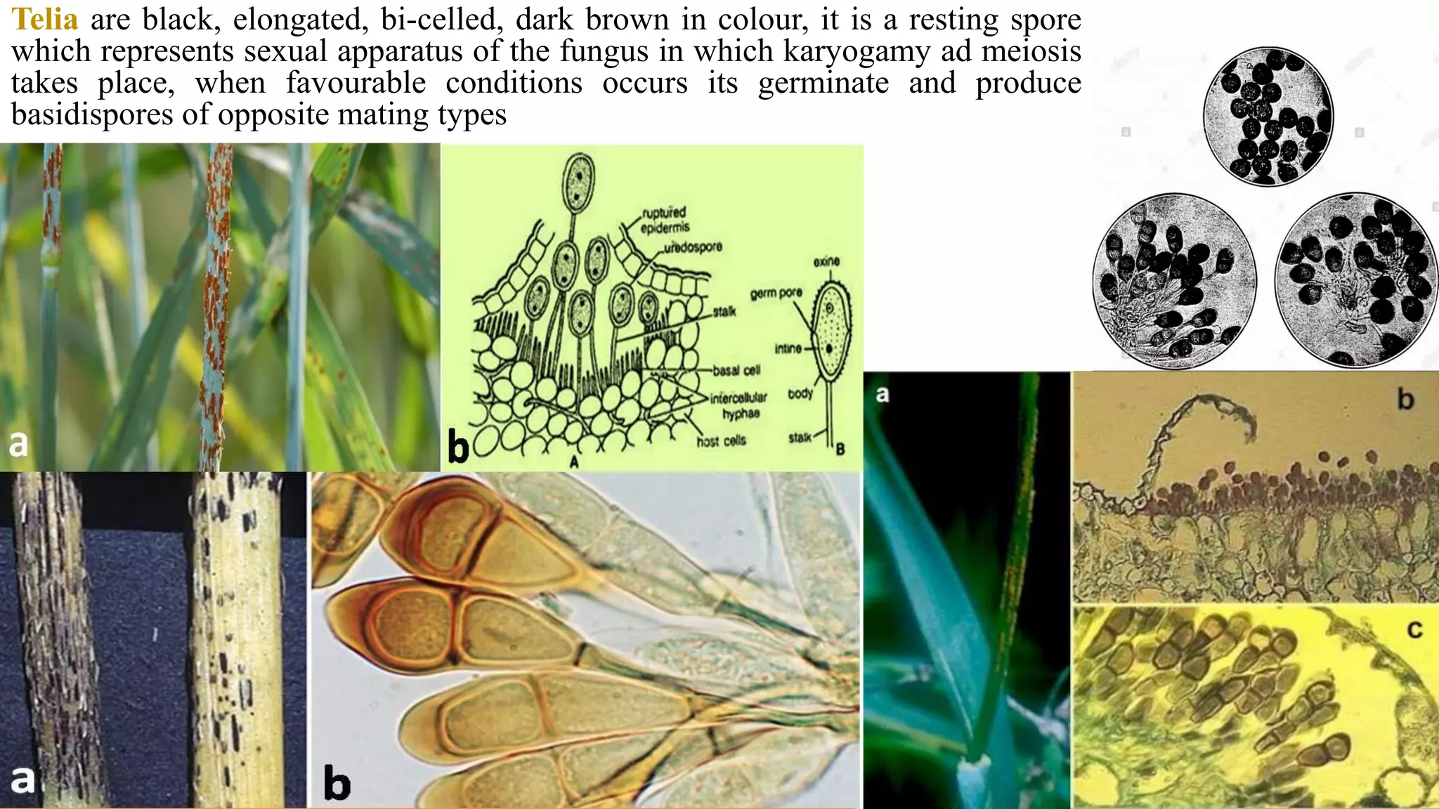 Pucciniomycotina | PDF