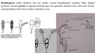 Pucciniomycotina | PPT