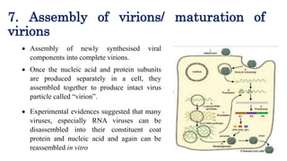 Virus infection and replication | PPT
