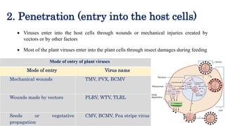 Virus infection and replication | PPT