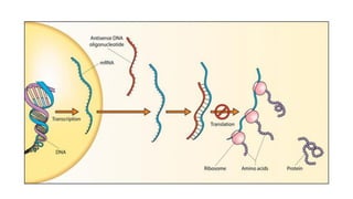 Virus infection and replication | PDF