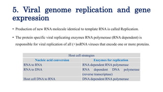Virus infection and replication | PPT