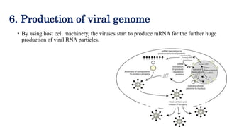 Virus infection and replication | PPT