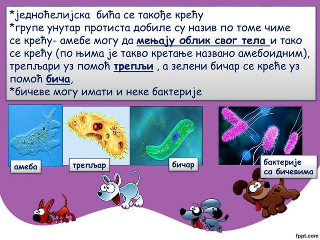 18. Pokretljivost - kretanje | PPT