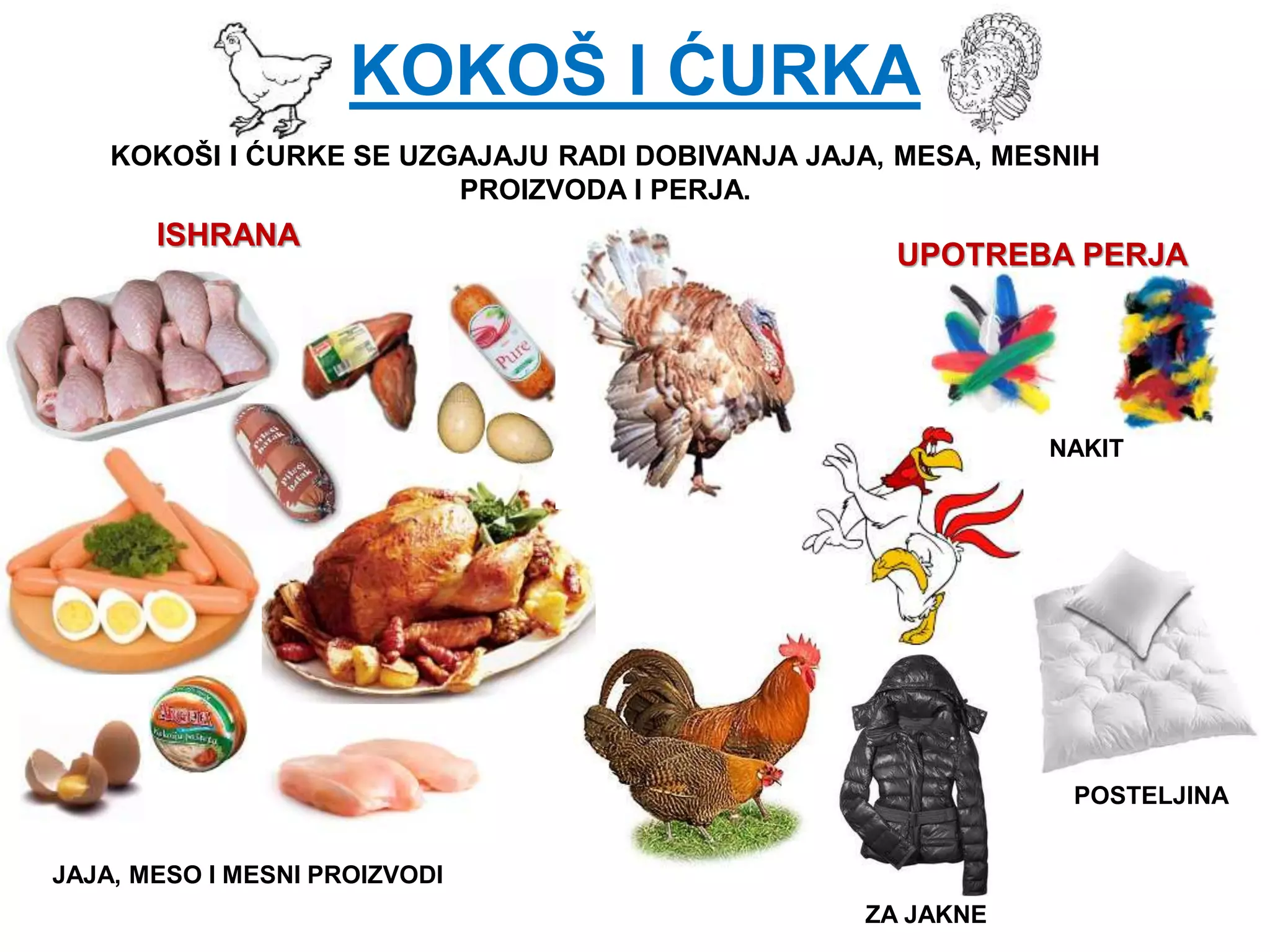 18. mo ishrana i koristi domacih zivotinja | PPT