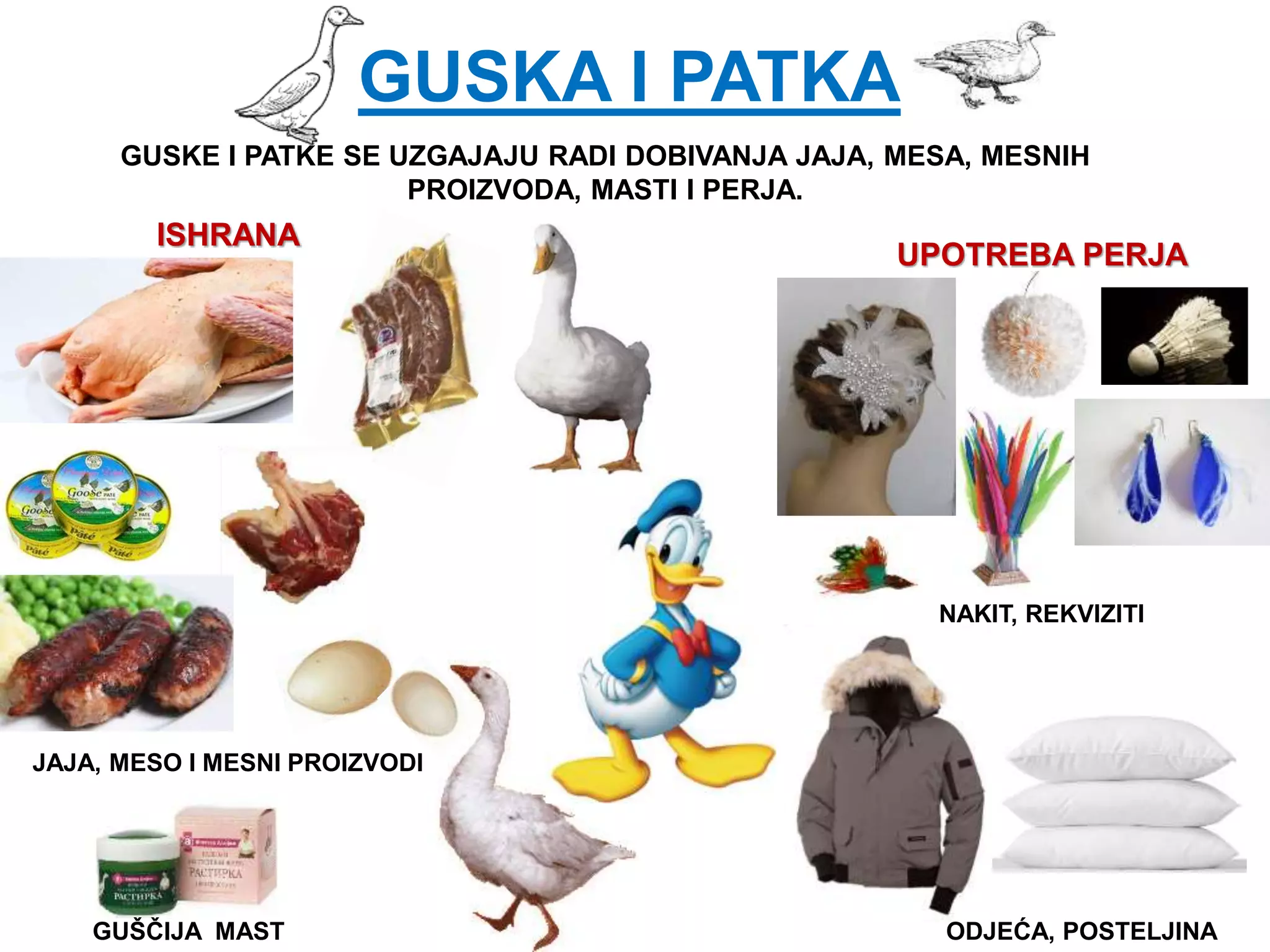 18. mo ishrana i koristi domacih zivotinja | PPT