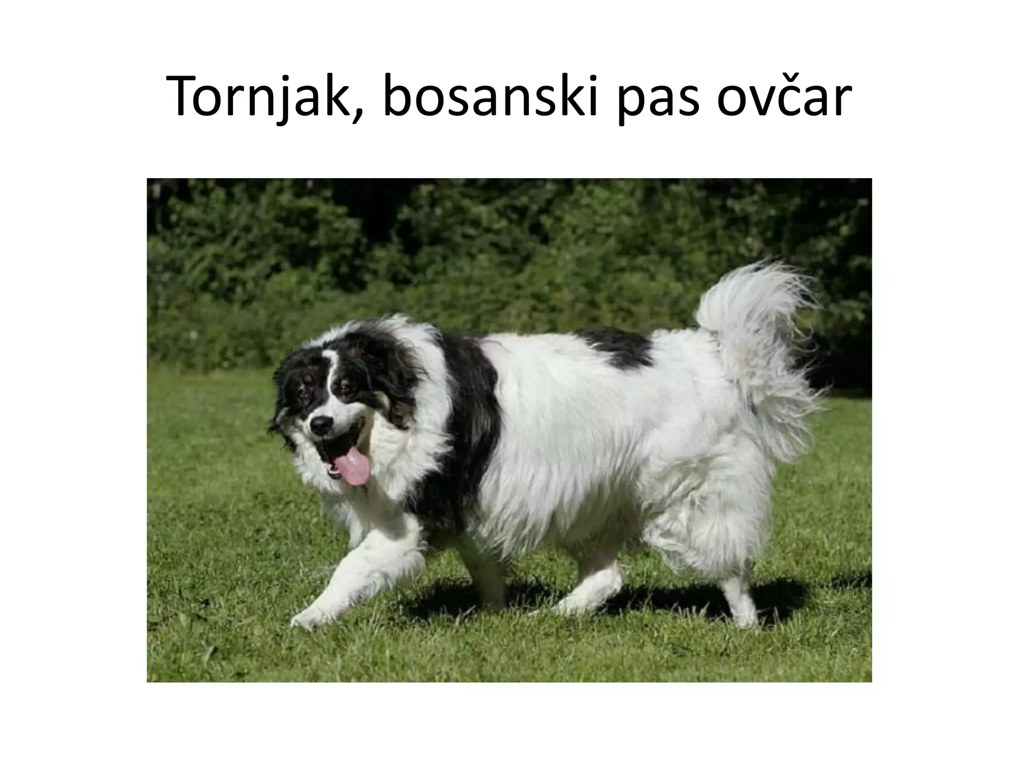 18. mo ishrana i koristi domacih zivotinja | PPT