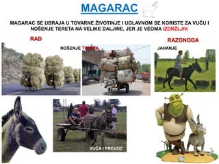 18. mo ishrana i koristi domacih zivotinja | PPT