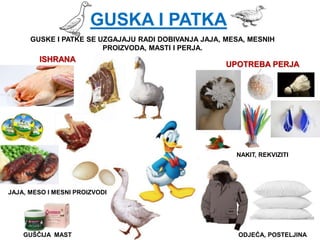 18. mo ishrana i koristi domacih zivotinja | PPT