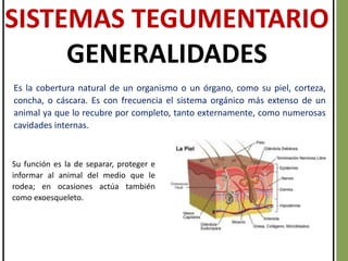 Diagrama Del Sistema Tegumentario