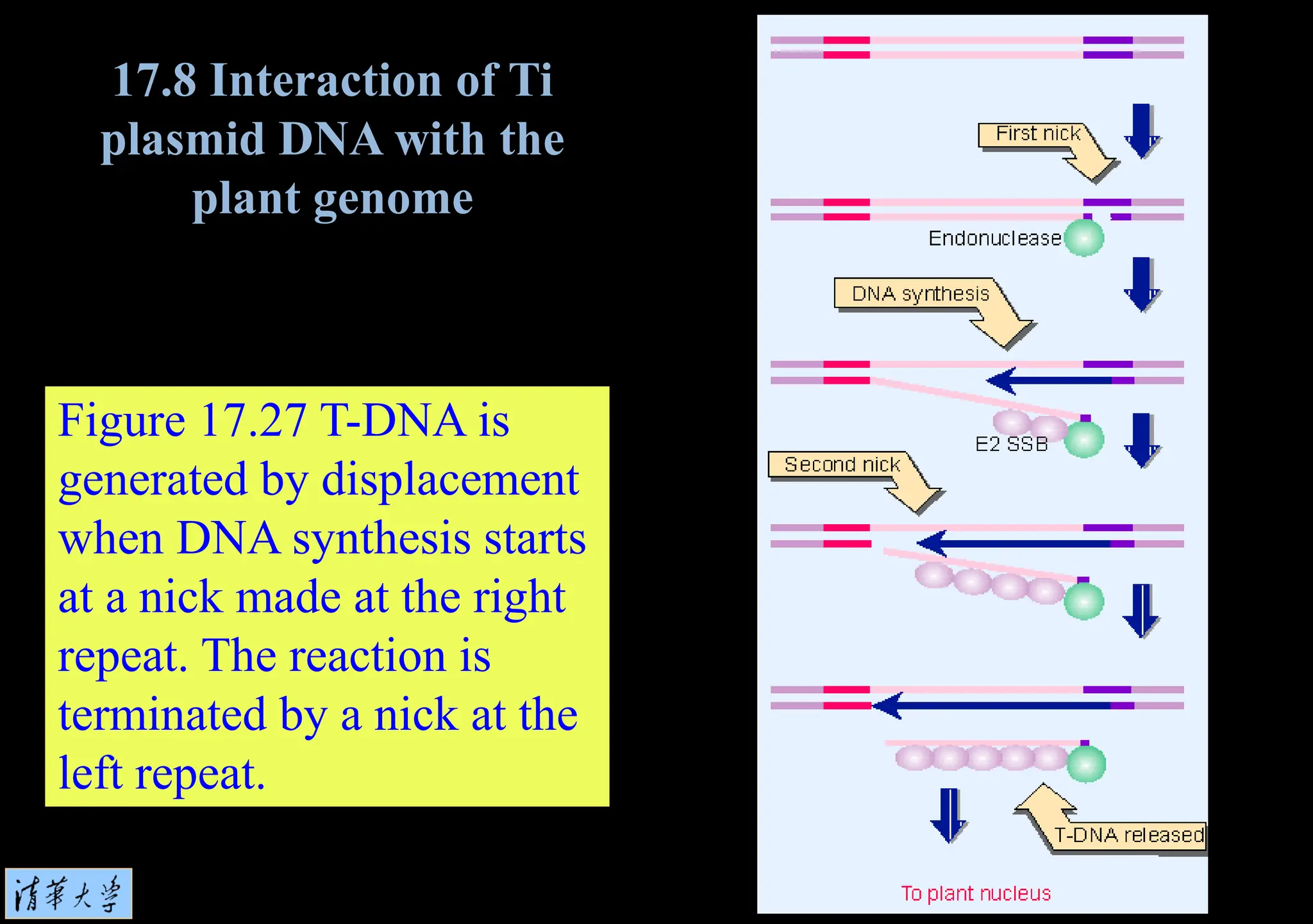 Rearrangement of DNA.ppt