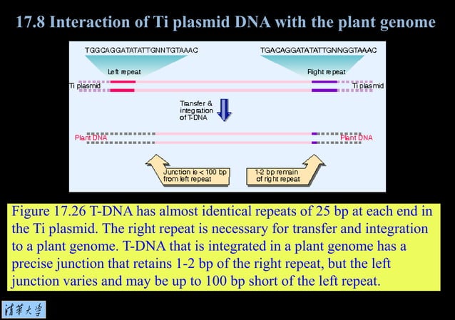 Rearrangement of DNA.ppt