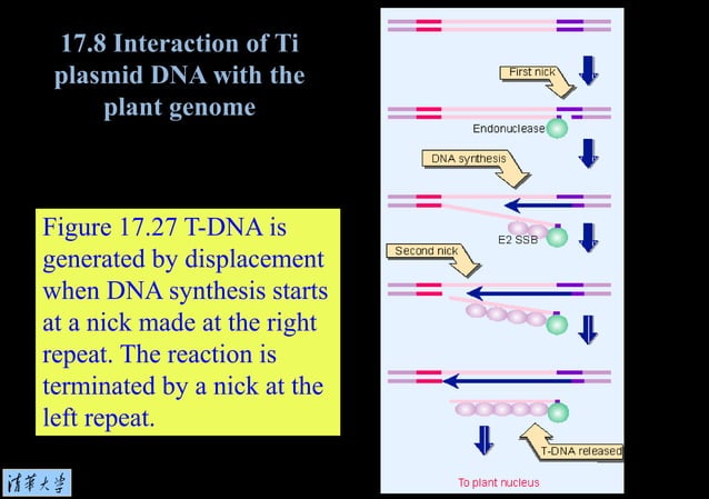Rearrangement of DNA.ppt