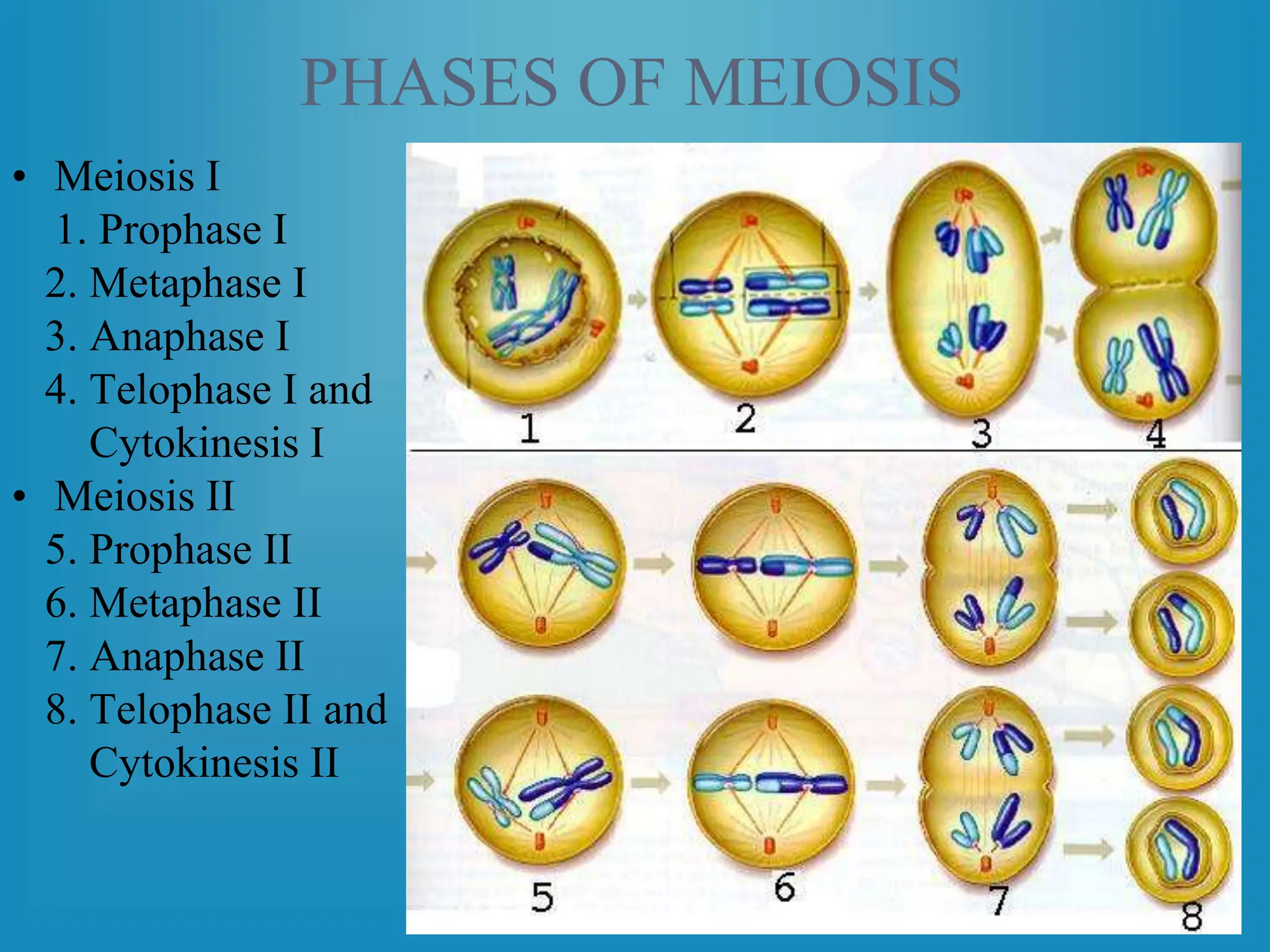 Meiosis Cell Division-Grade 11 STEM .ppt