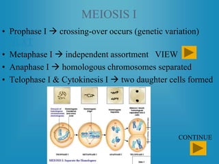 Meiosis Cell Division-Grade 11 STEM .ppt