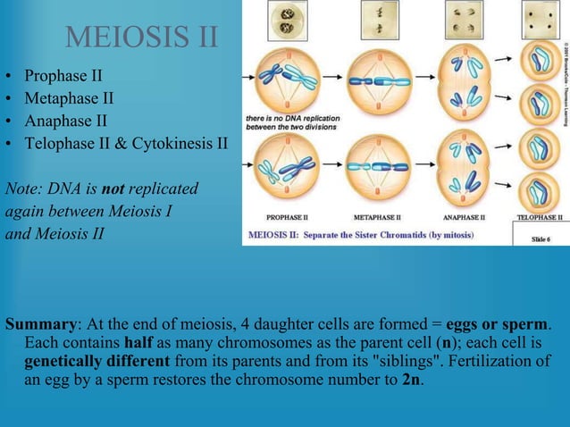 Meiosis Cell Division-Grade 11 STEM .ppt