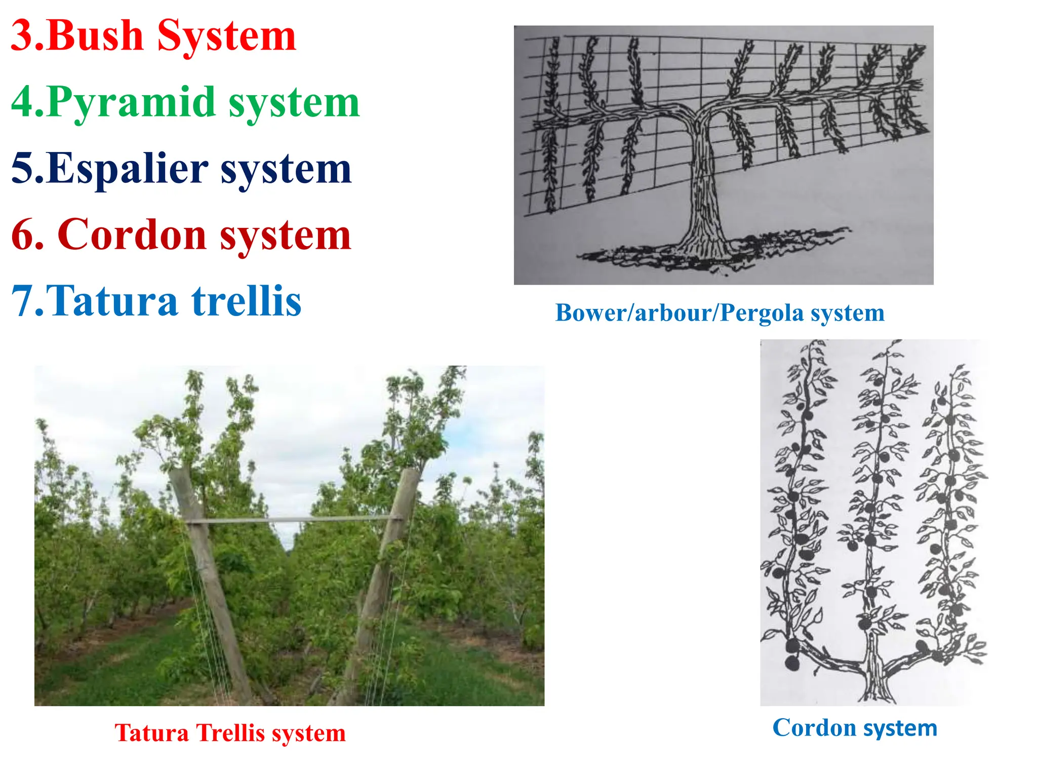 18. Training and prunning of horicultural crops.pptx