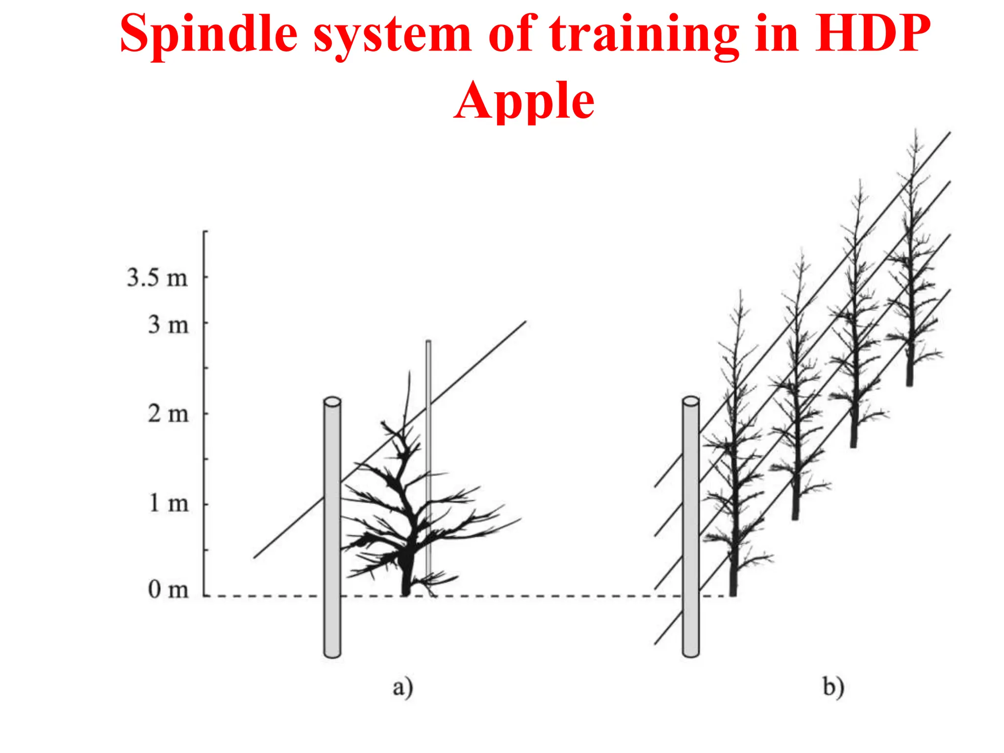 18. Training and prunning of horicultural crops.pptx