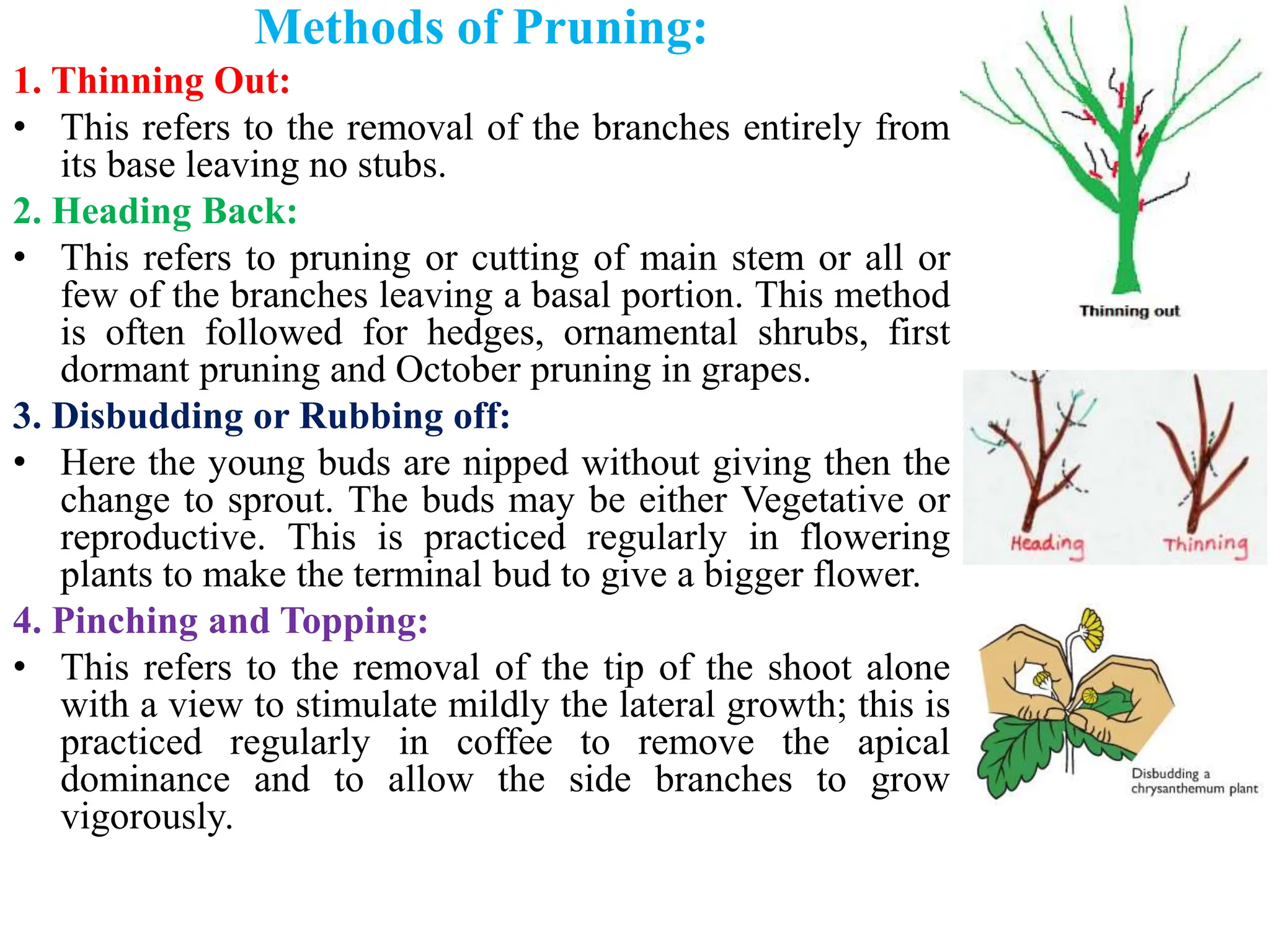 18. Training and prunning of horicultural crops.pptx