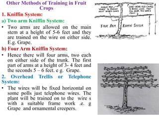 18. Training and prunning of horicultural crops.pptx