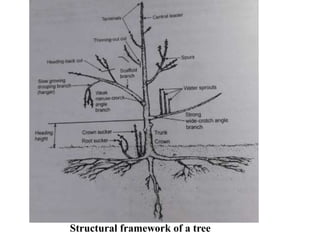18. Training and prunning of horicultural crops.pptx