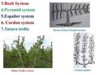 18. Training and prunning of horicultural crops.pptx