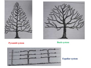 18. Training and prunning of horicultural crops.pptx