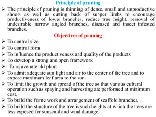 18. Training and prunning of horicultural crops.pptx