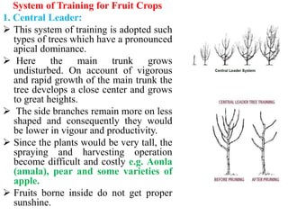 18. Training and prunning of horicultural crops.pptx