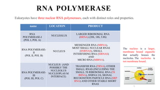 DPT - Biochemistry & Genetics - II (Molecular Biology) Transcription in ...