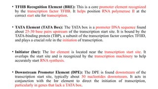 DPT - Biochemistry & Genetics - II (Molecular Biology) Transcription in ...