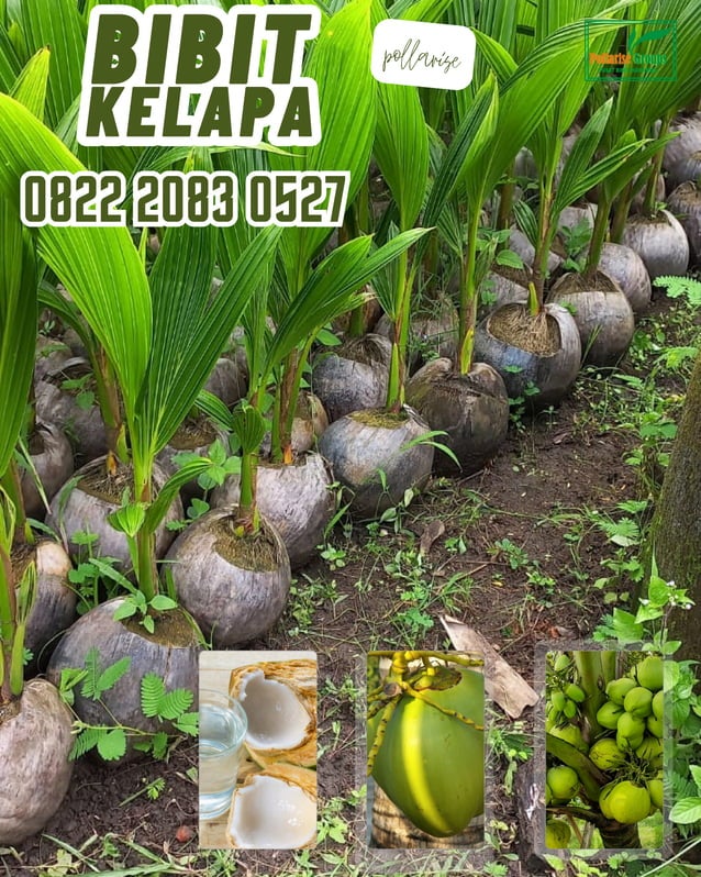 0822.2083.0527 (TSEL) Frutikultura Buah Bibit Kelapa Genjah Entok Murah | PDF