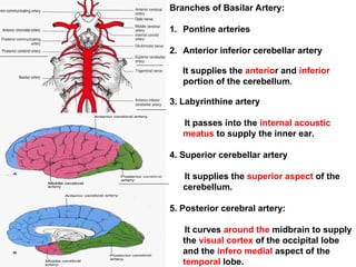 02 blood supply of brain, circle of Willis | PPT