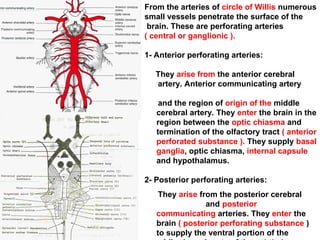 02 blood supply of brain, circle of Willis | PPT