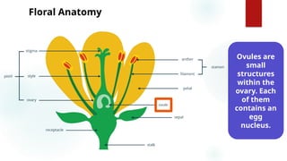 1 (8).pptx. Genbiology 2 TOPIC plant reproduction and development | PPTX