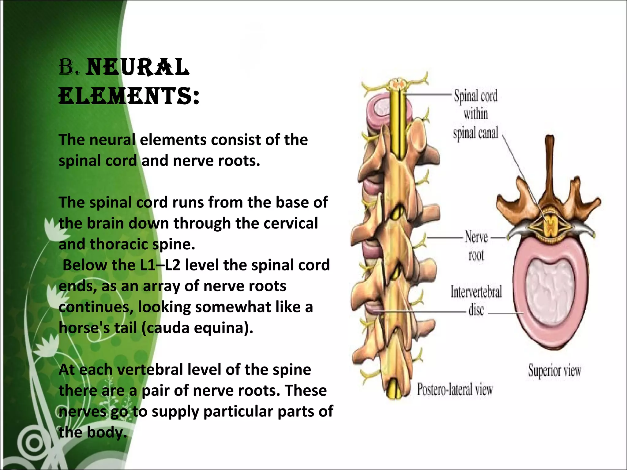 18 anatomy of the spine - d3 | PPT