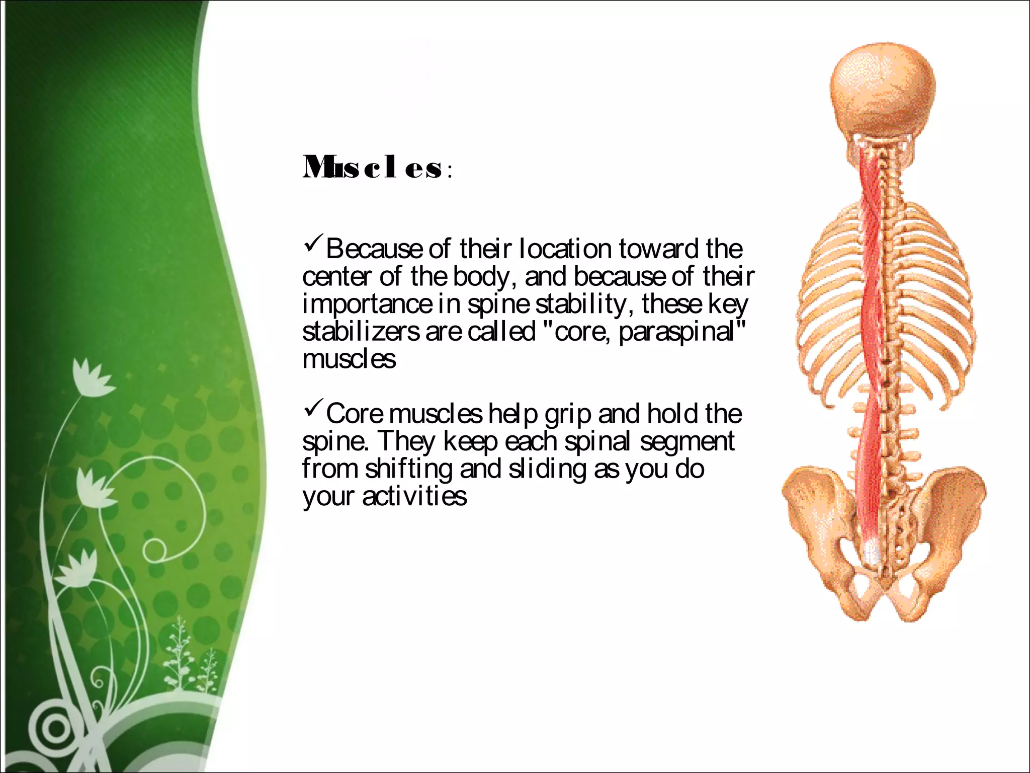 18 anatomy of the spine - d3 | PPT