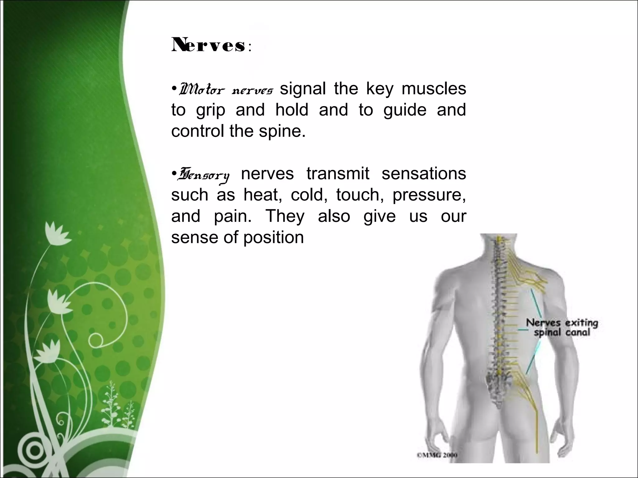 18 anatomy of the spine - d3 | PPT
