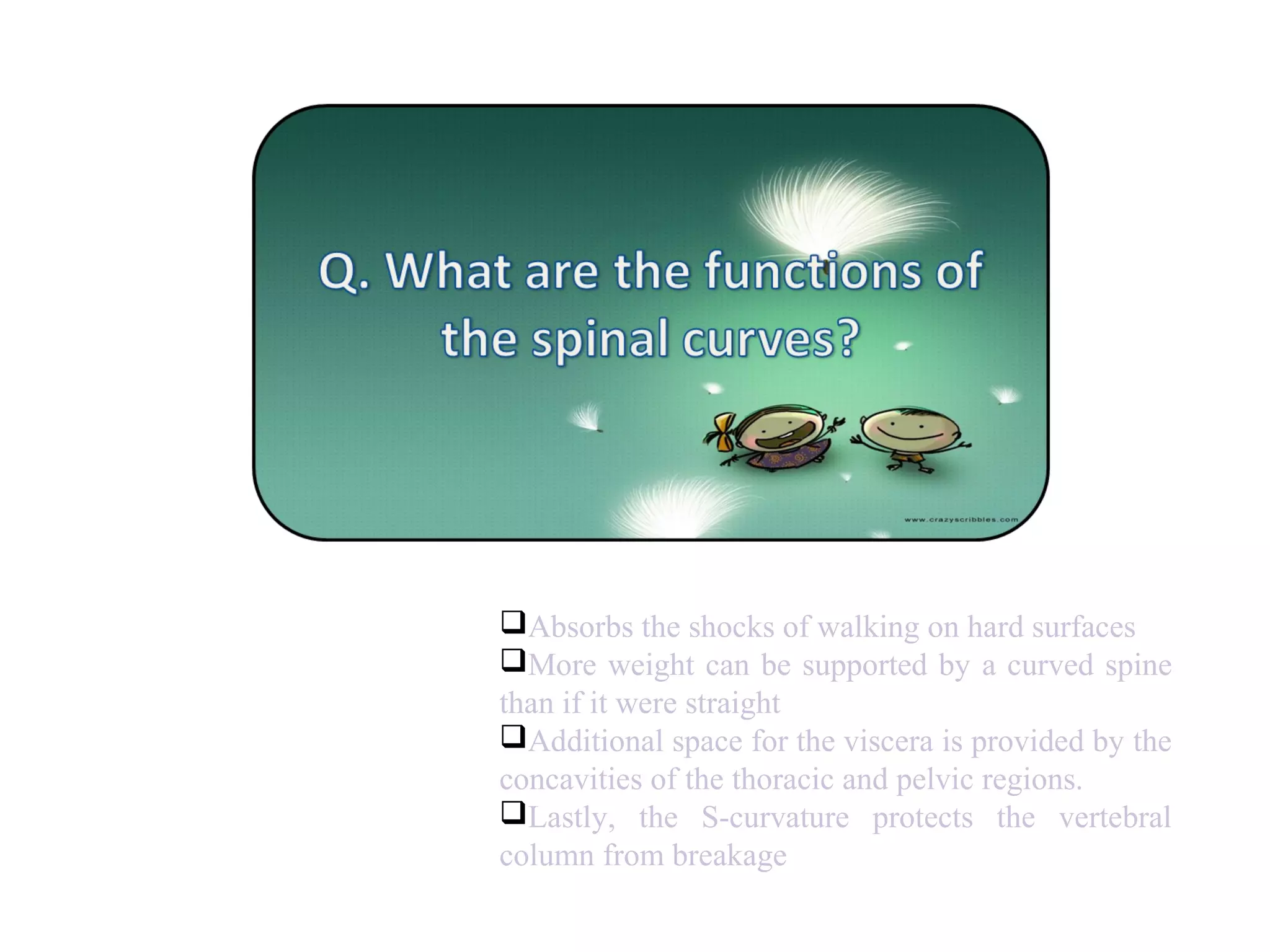 18 anatomy of the spine - d3 | PPT