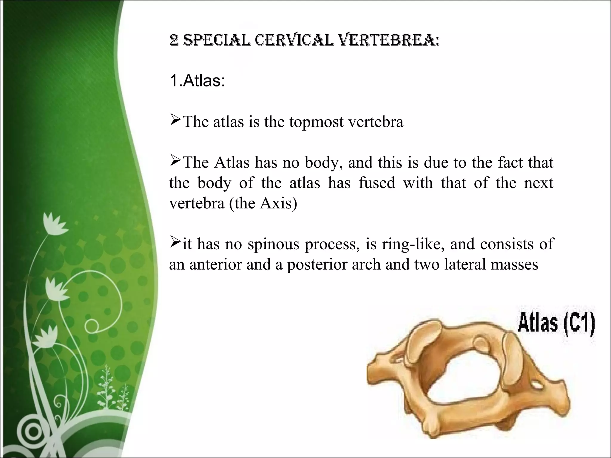 18 anatomy of the spine - d3 | PPT