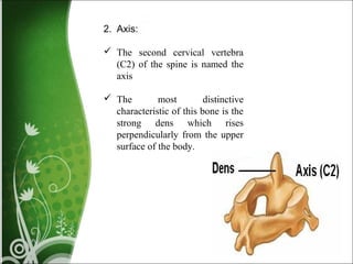 18 anatomy of the spine - d3 | PPT