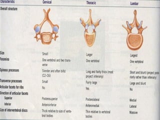 18 anatomy of the spine - d3 | PPT